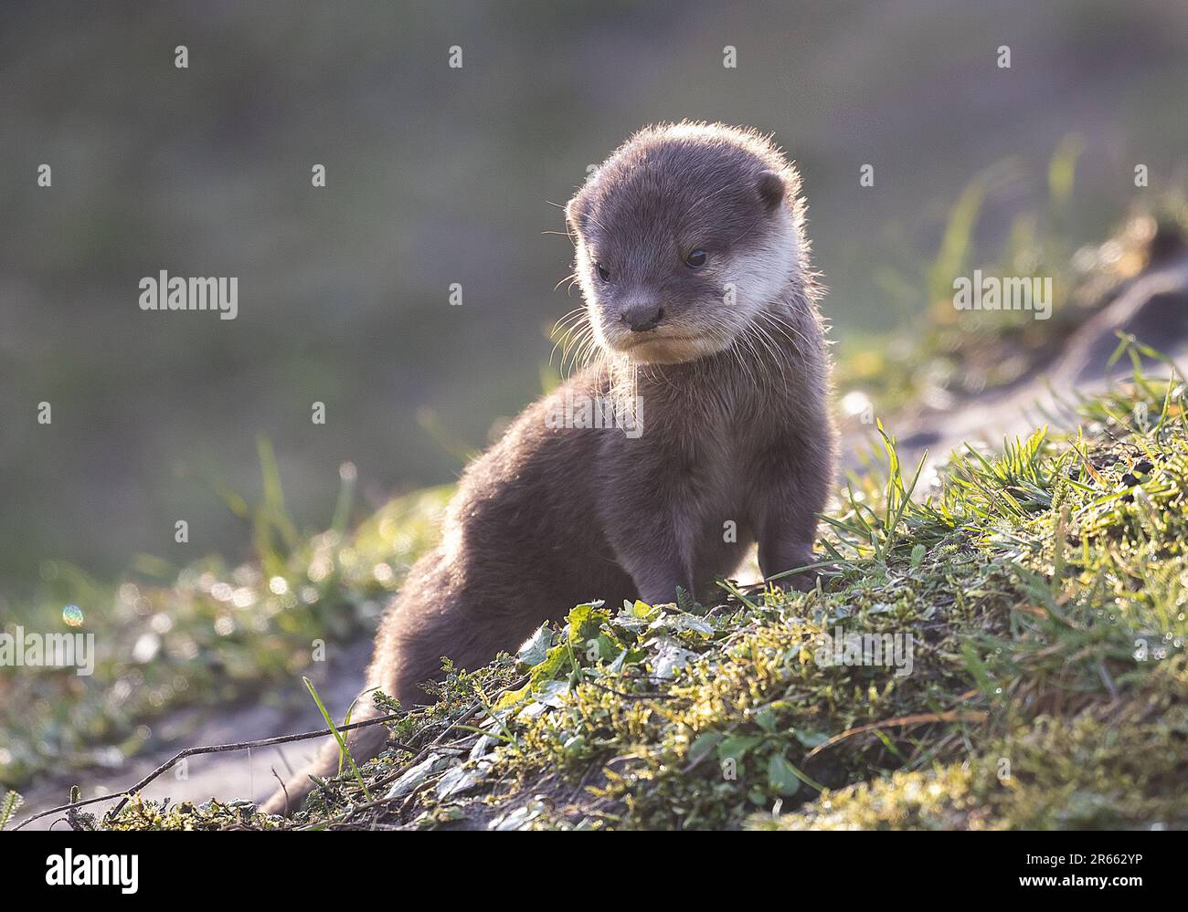 THIS LITTLE wild otter was pictured gurning at the photographer whilst ...