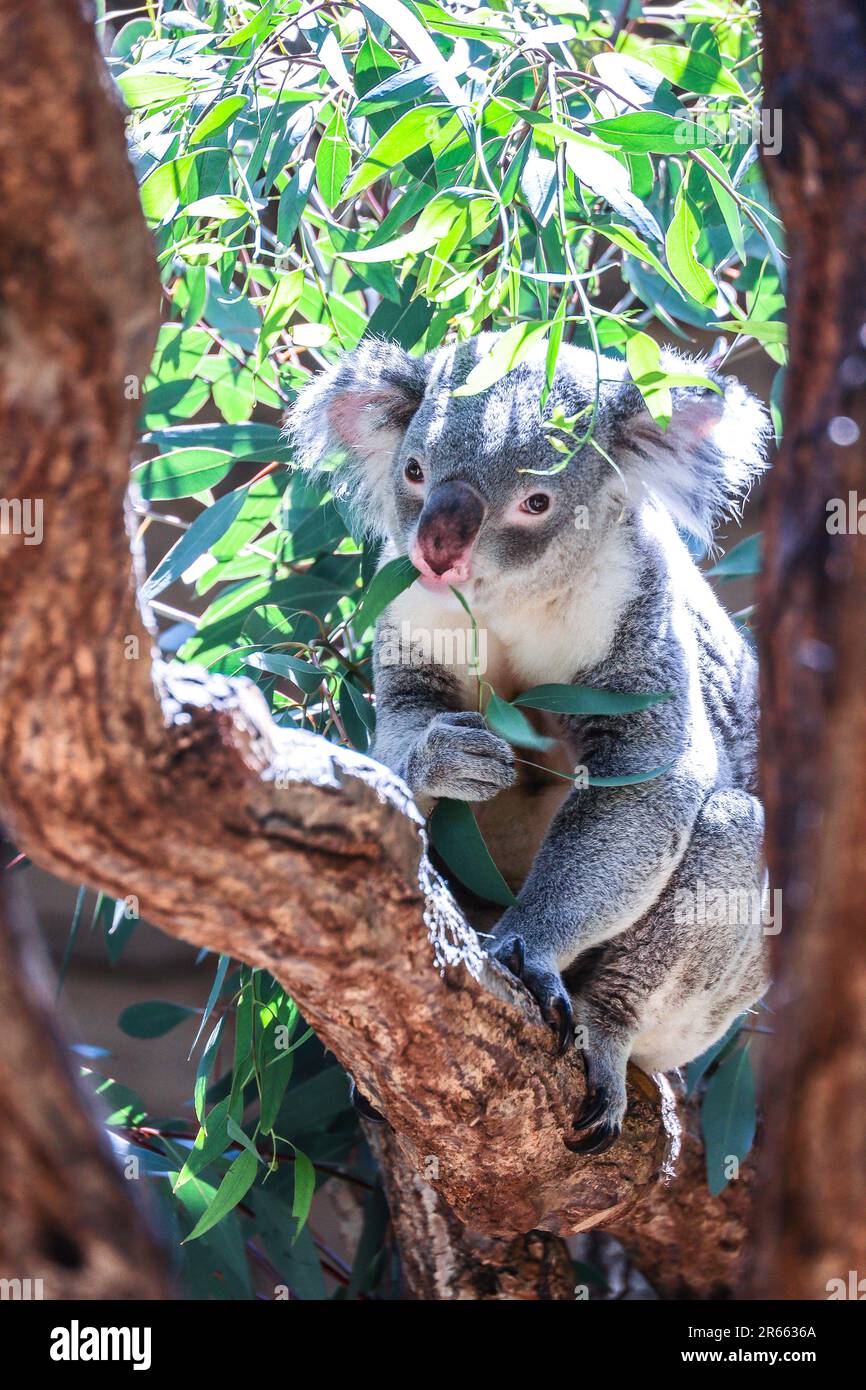 Koalas eating eucalyptus Stock Photo - Alamy
