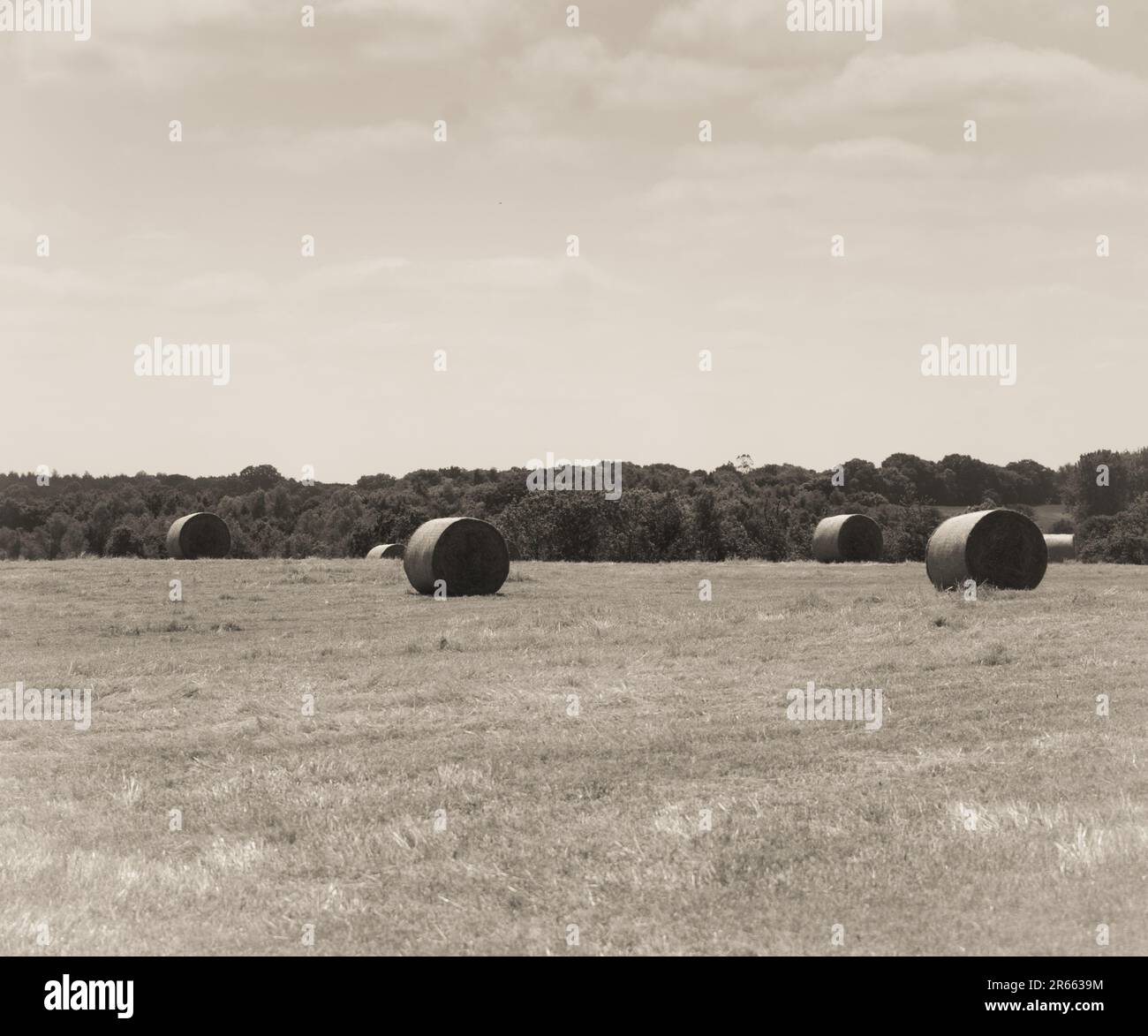 round bales of hay in a field Stock Photo - Alamy