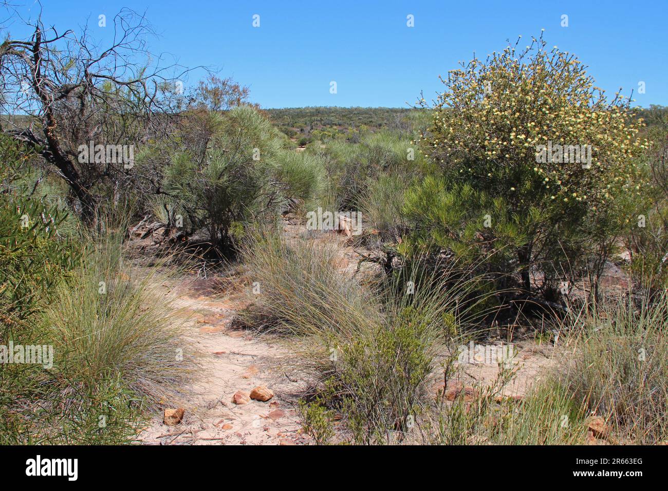 desert in kalbarri (australia Stock Photo - Alamy