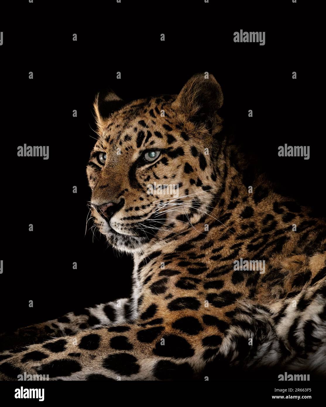 THIS BEAUTIFUL newly released photobook celebrates stunning creatures ...