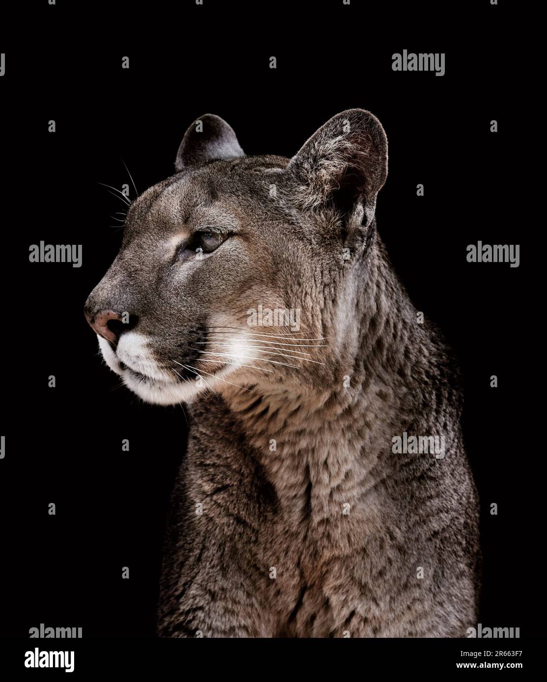 THIS BEAUTIFUL newly released photobook celebrates stunning creatures ...