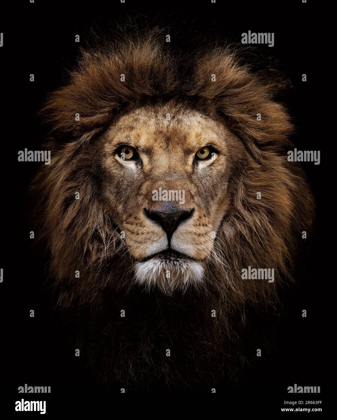 THIS BEAUTIFUL newly released photobook celebrates stunning creatures ...