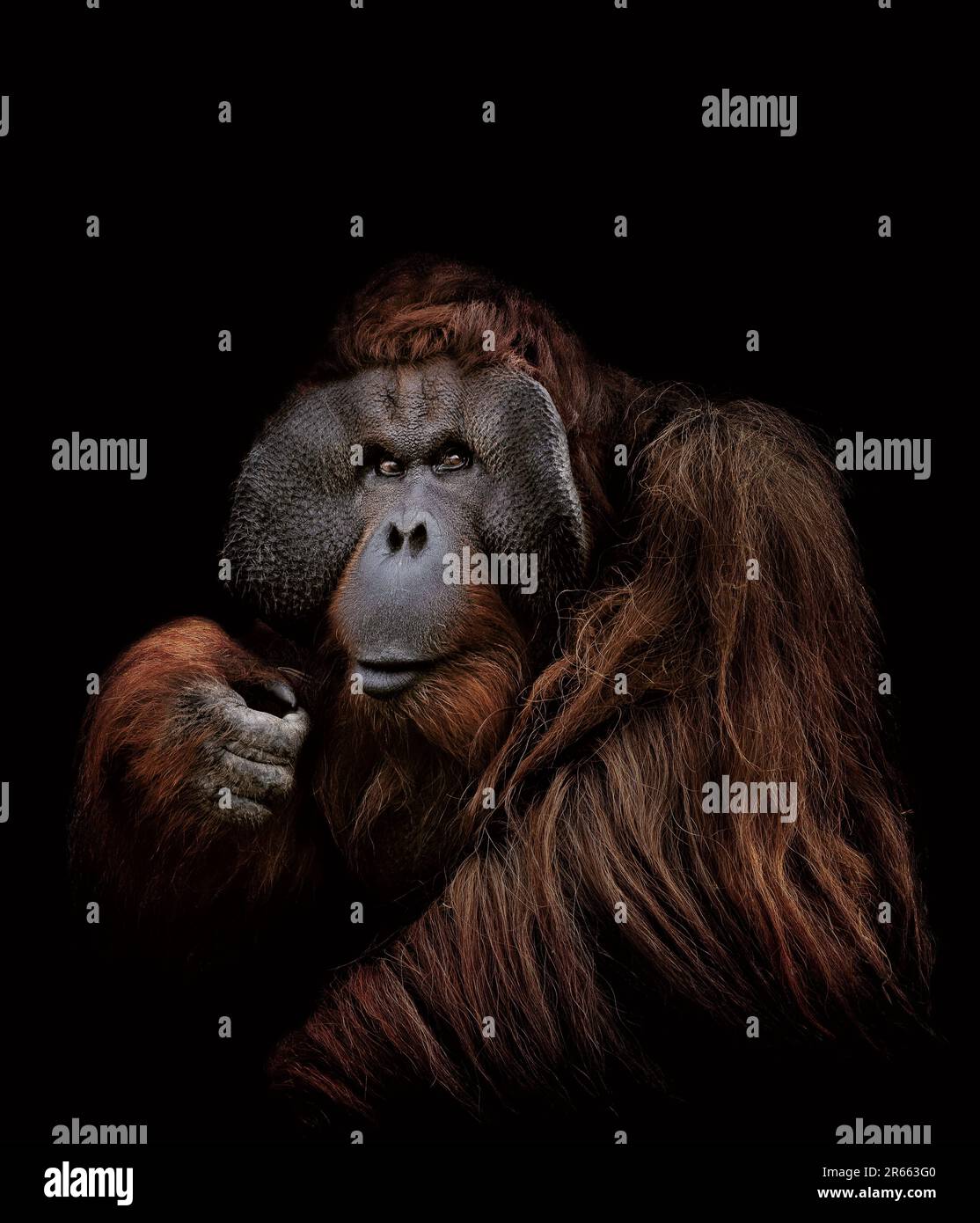 THIS BEAUTIFUL newly released photobook celebrates stunning creatures ...