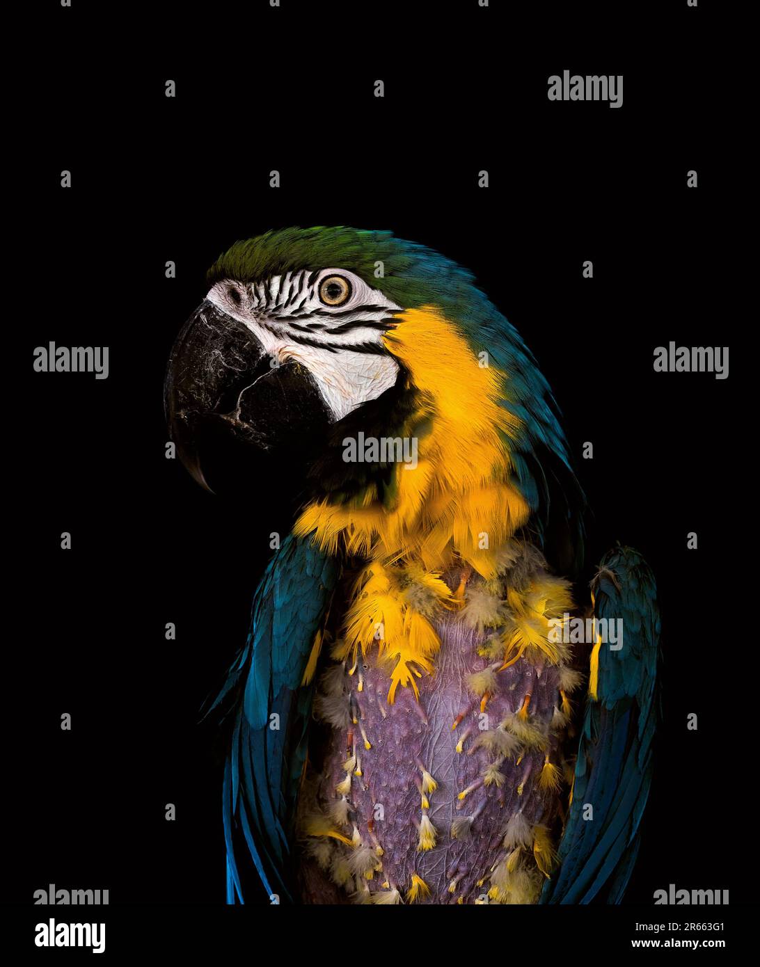 THIS BEAUTIFUL newly released photobook celebrates stunning creatures ...