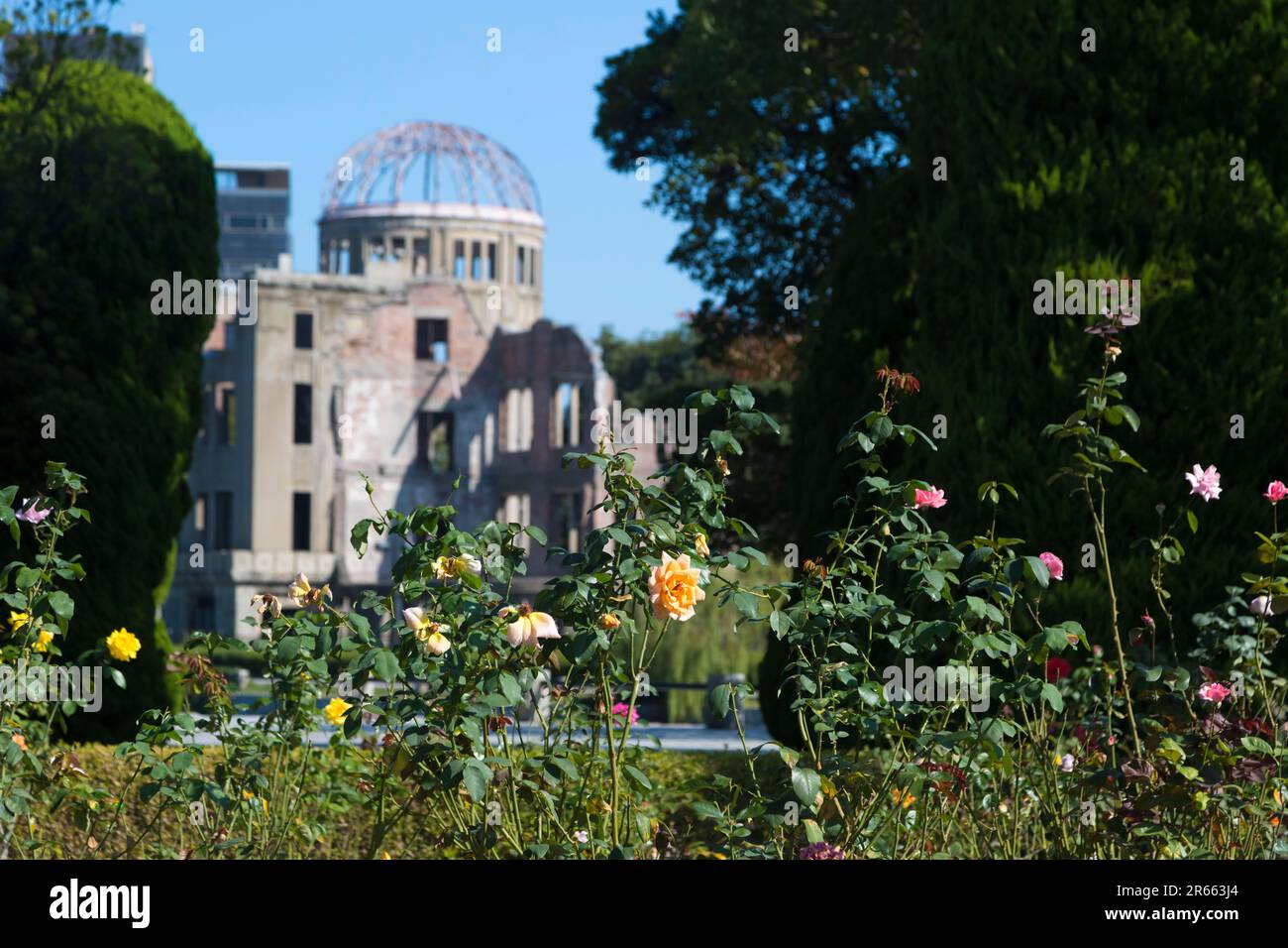 Atomic Bomb Dome and roses Stock Photo - Alamy