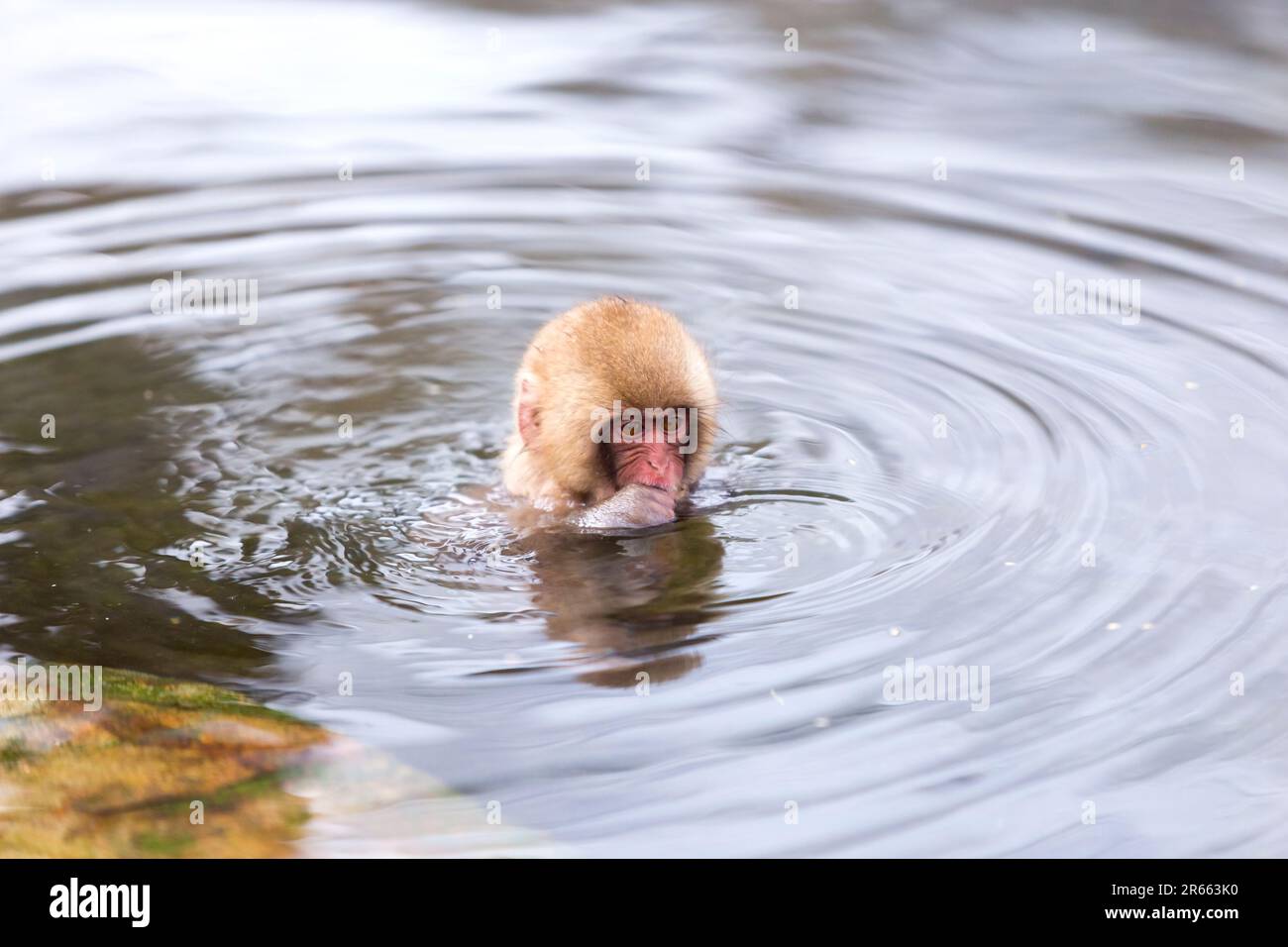 Monkey upper body hi-res stock photography and images - Alamy