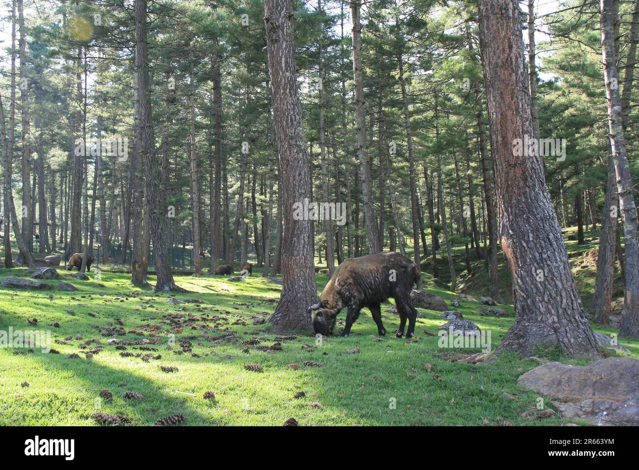 takin in a zoo in thimphu (bhutan Stock Photo - Alamy
