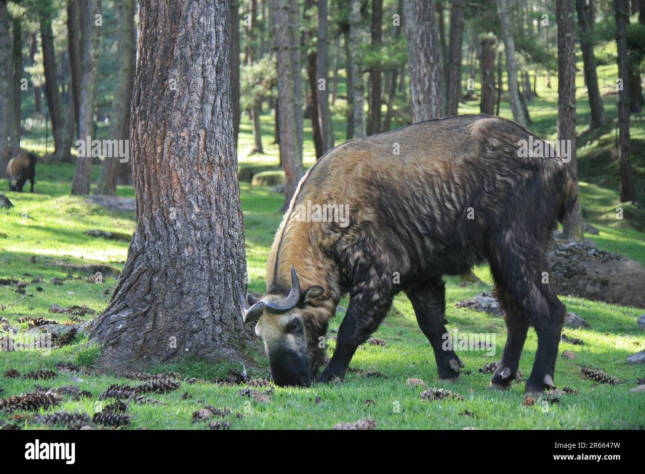 takin in a zoo in thimphu (bhutan Stock Photo - Alamy
