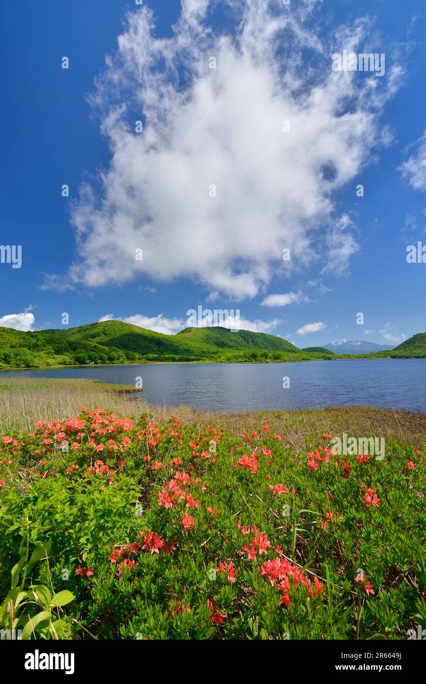 Oguninuma marshland and Renge azalea Stock Photo - Alamy