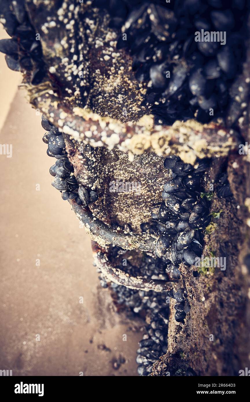 Mussels attached to pier leg at seaside Stock Photo - Alamy