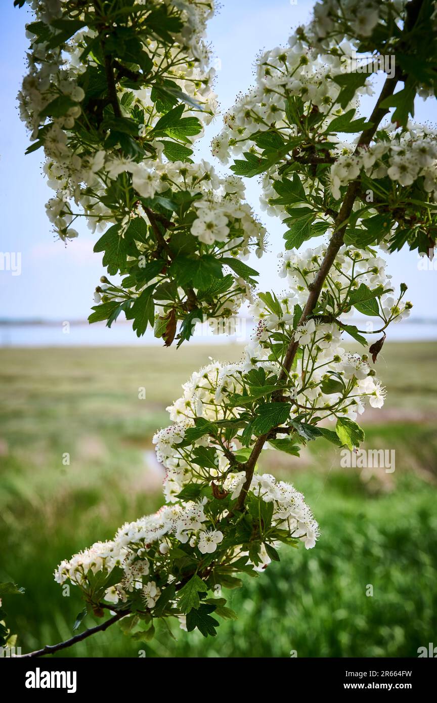 Spring blossoms hanging down from tree in front of field and river ...