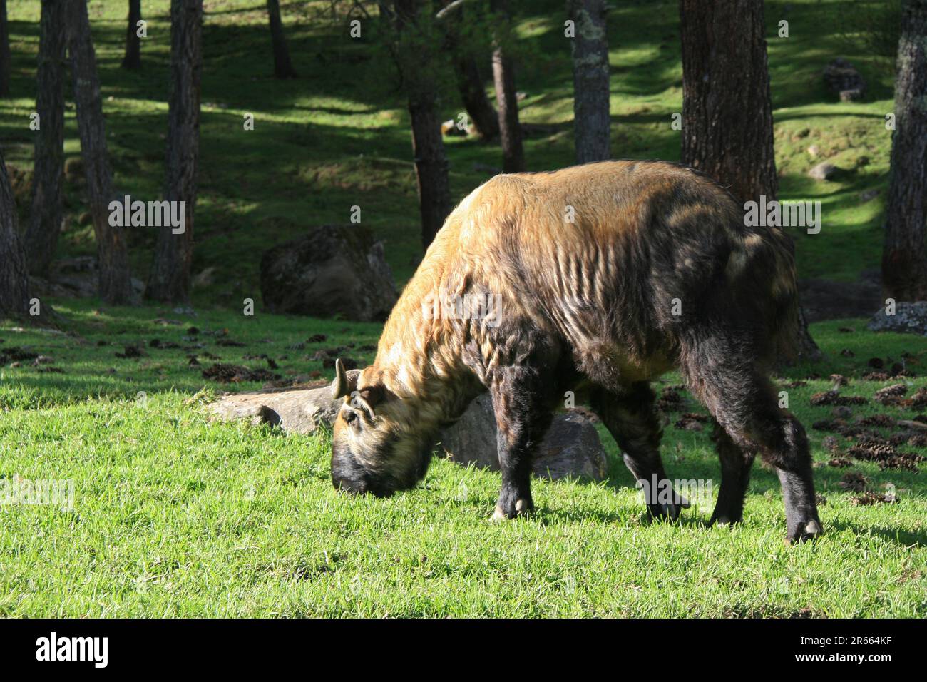 takin in a zoo in thimphu (bhutan Stock Photo - Alamy