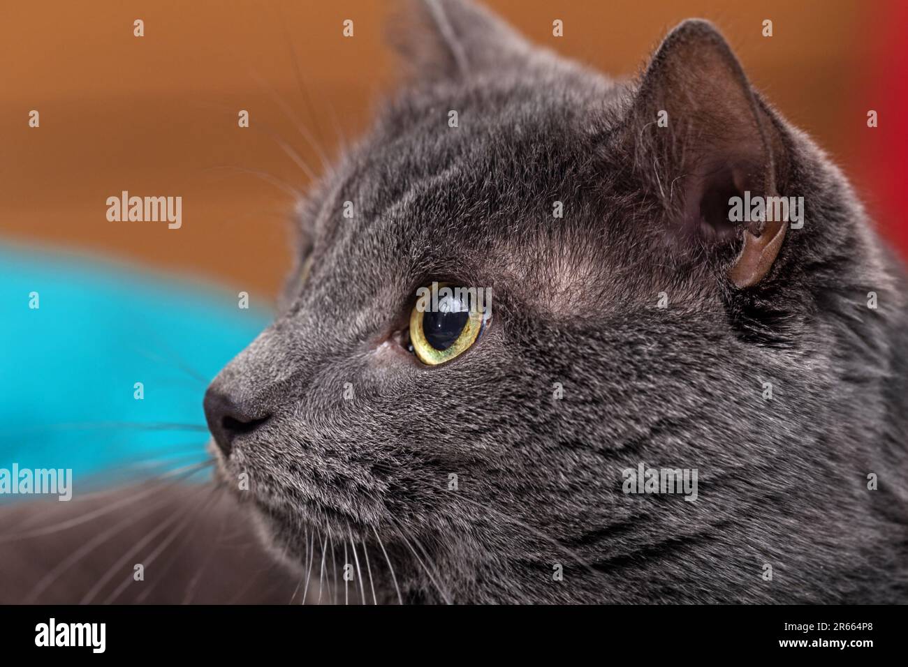 Real pretty head of adult gray cat with yellow eyes Stock Photo - Alamy