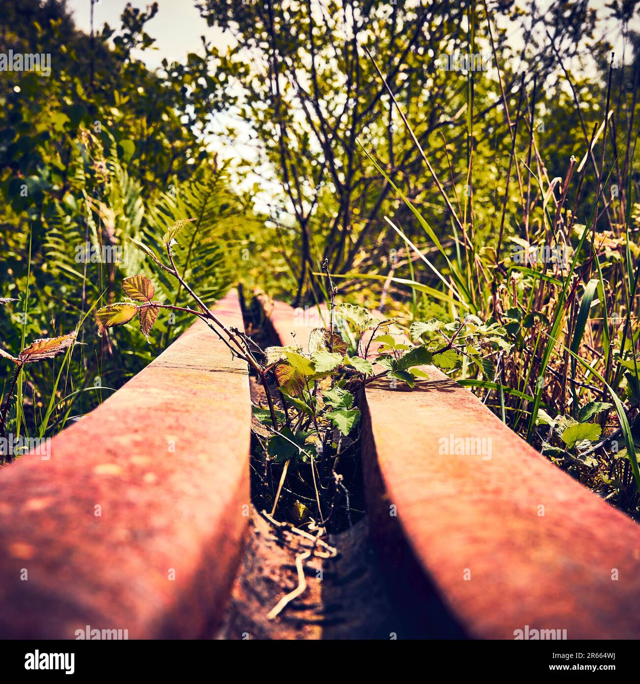 Nature takes back control. Tiny thorn bush growing between rail points ...