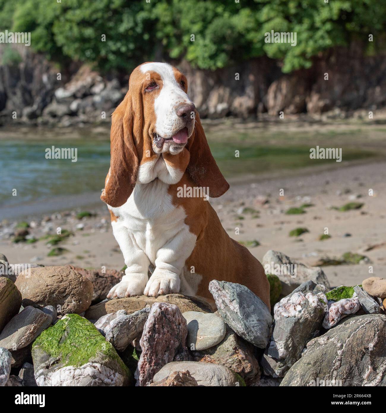 Basset on beach hi-res stock photography and images - Alamy