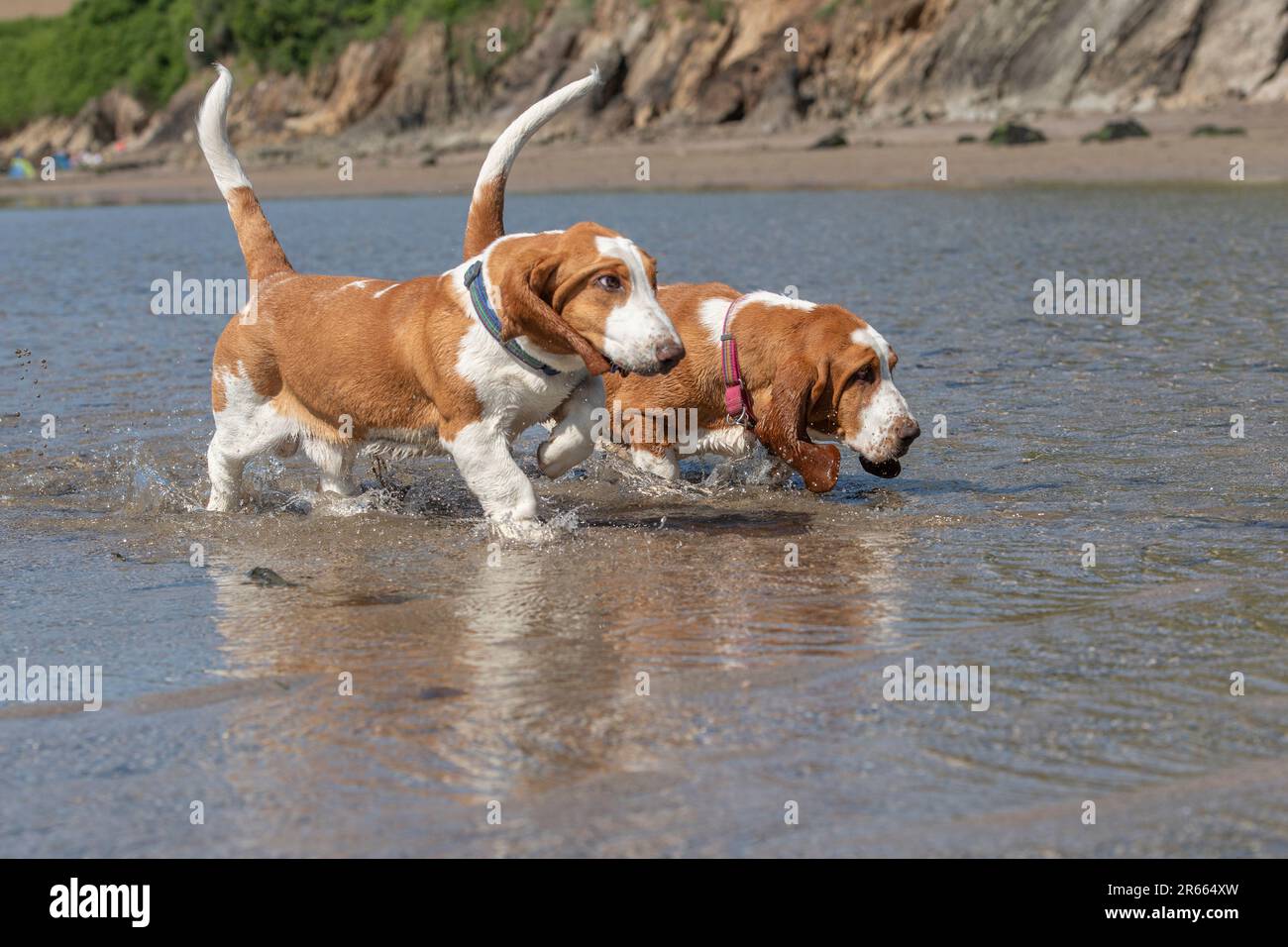 two basset hound dogs running in water on the beach Stock Photo - Alamy
