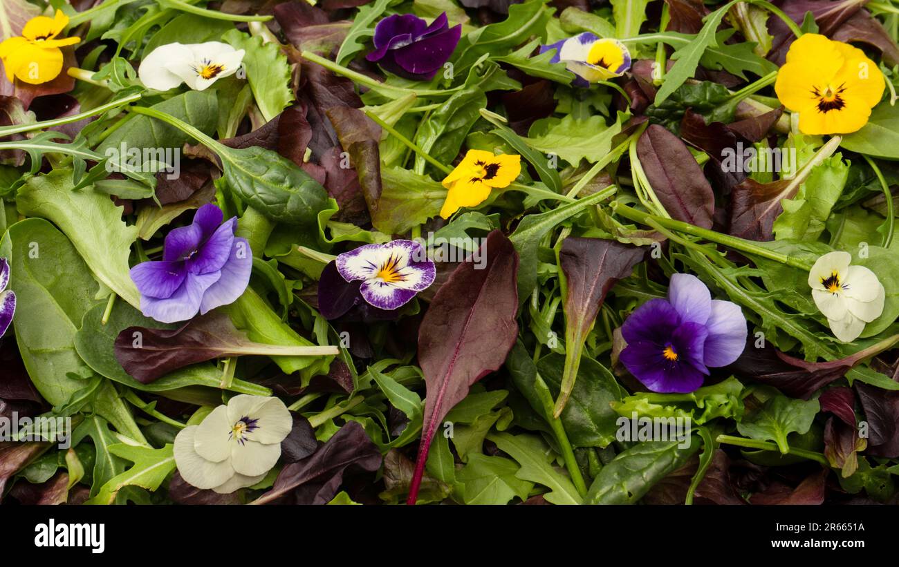 Fresh mix of salads with edible flowers Stock Photo - Alamy