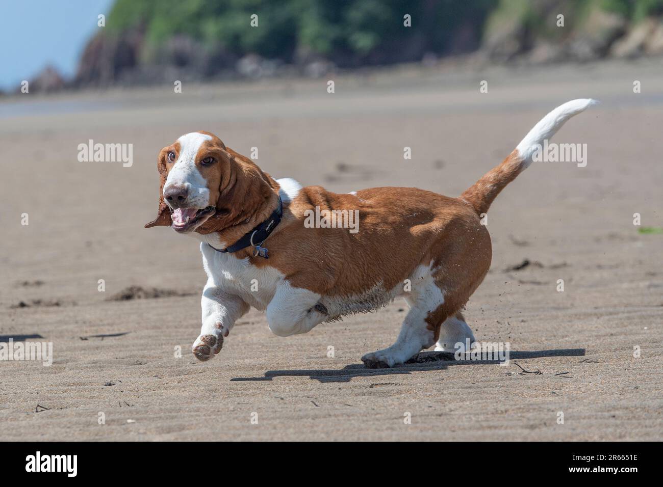 basset hound running on sandy beach Stock Photo - Alamy