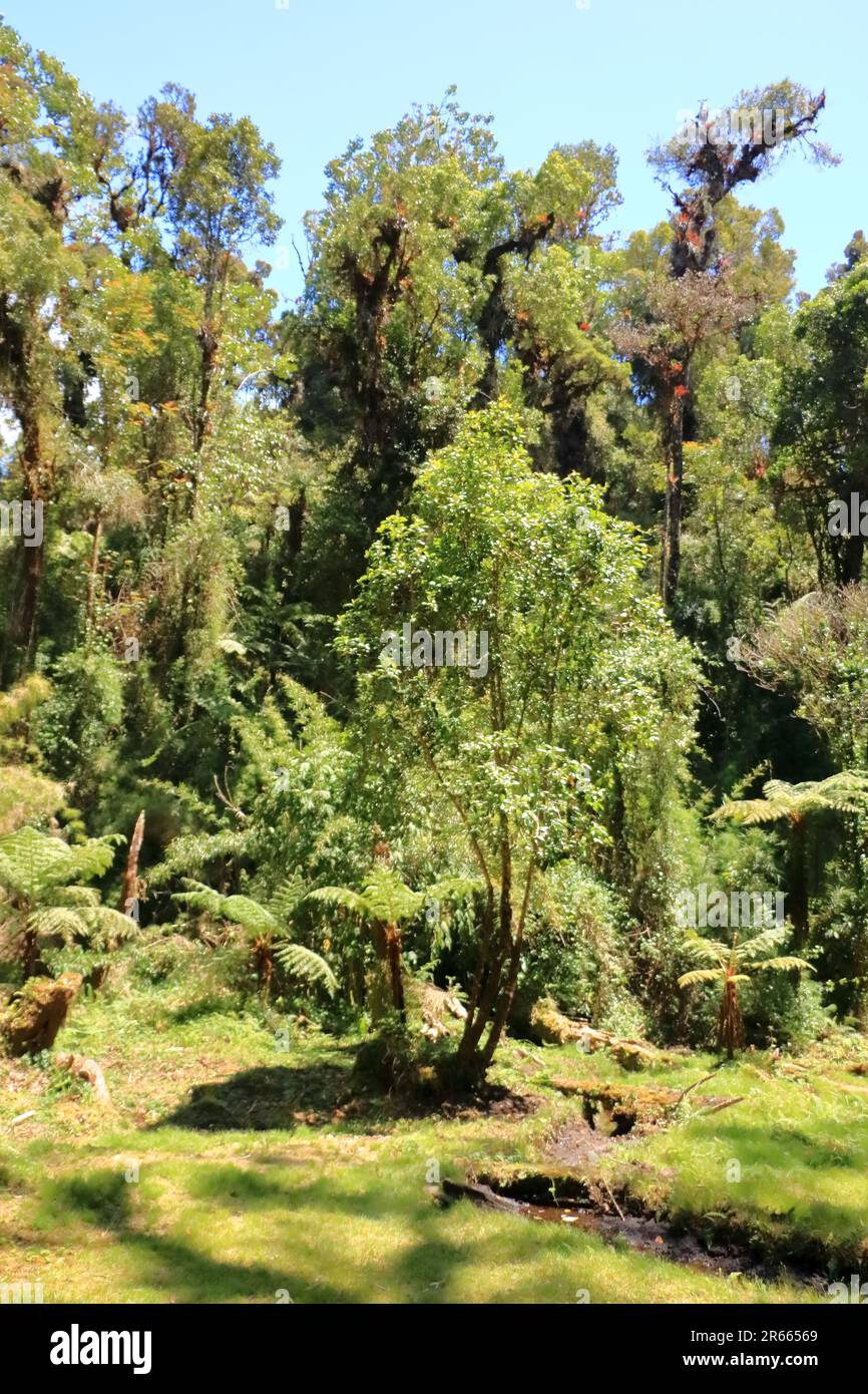 Regenwald la selva hi-res stock photography and images - Alamy