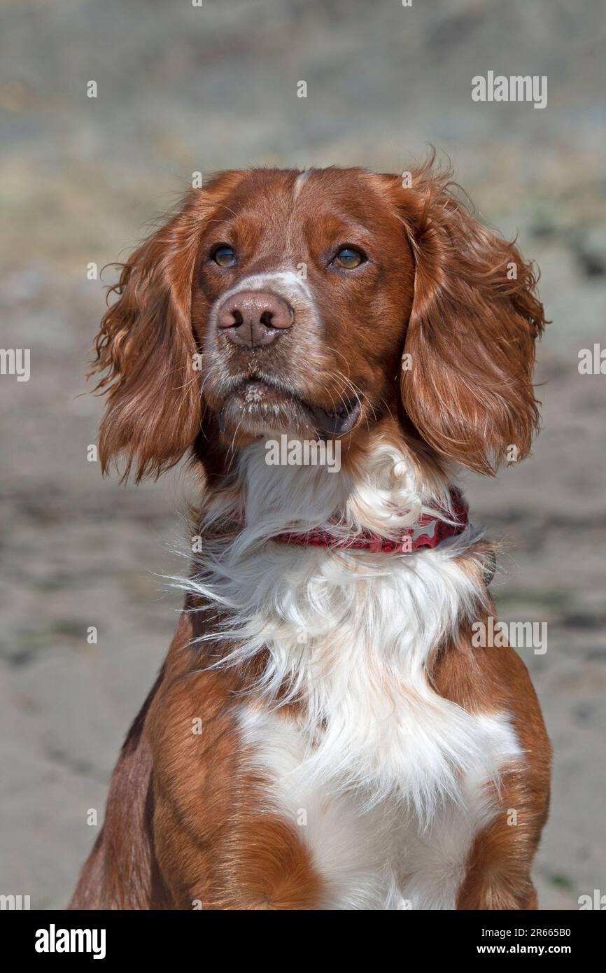 Sprocker spaniel hi-res stock photography and images - Alamy