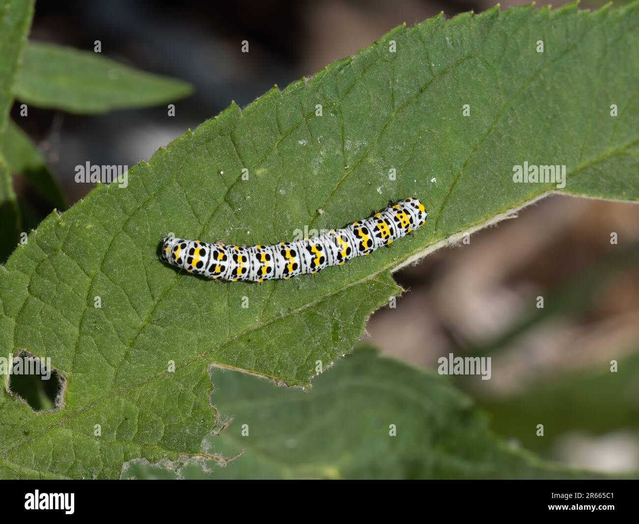 Mullein moth caterpillar on buddleia leaf. UK Stock Photo - Alamy