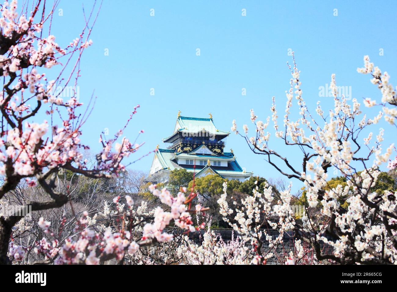 Lily grove hi-res stock photography and images - Alamy