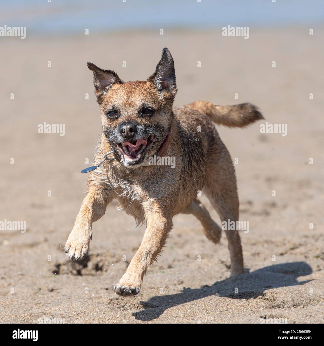 Sandy mouth hi-res stock photography and images - Alamy