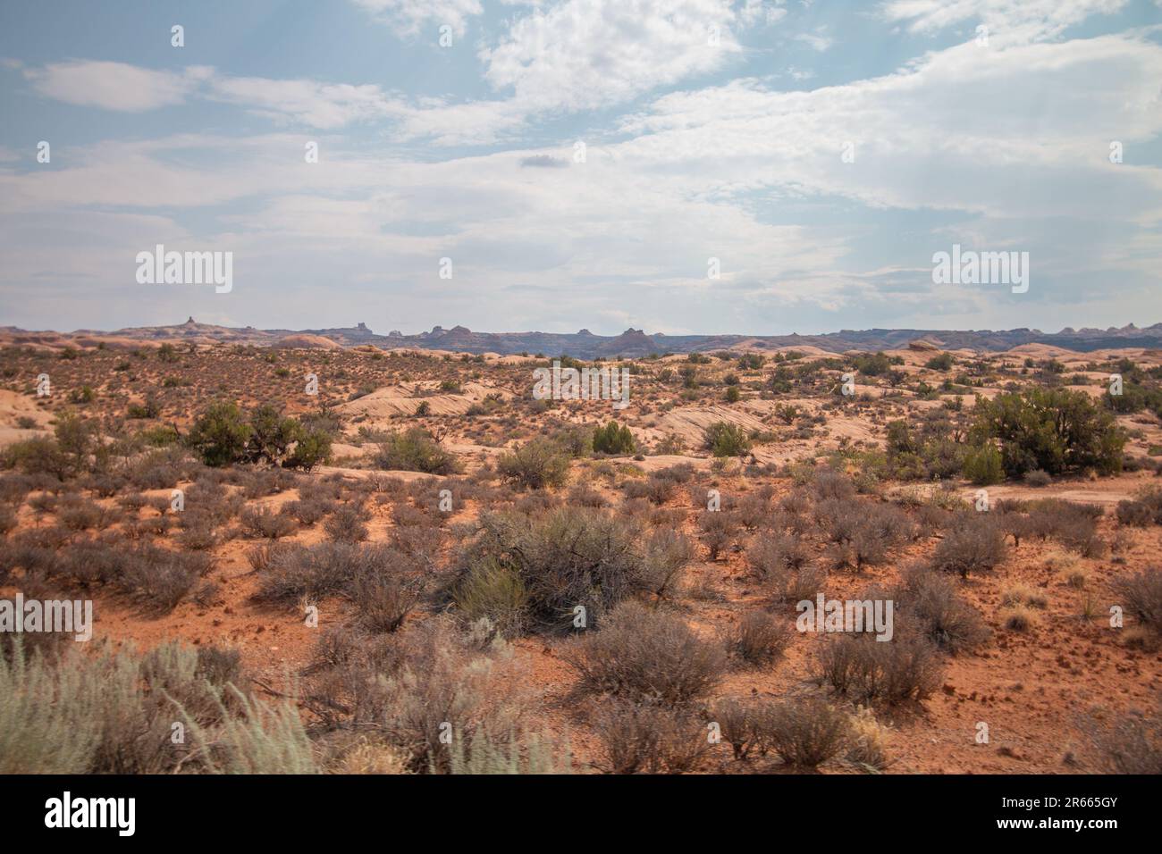 Desert flora, sticks, bushes, and shrubs, in Moab Utah, inside Arches ...