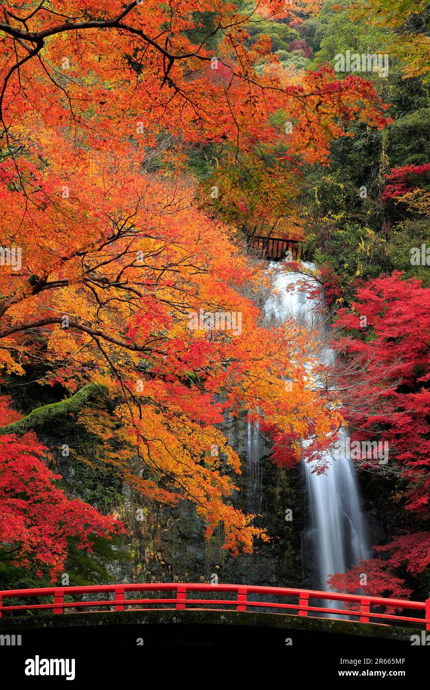 Minoh Great Falls in Autumn Leaves Stock Photo - Alamy