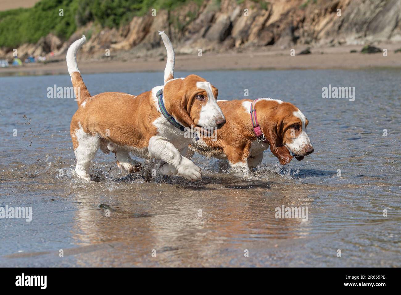 two basset hounds running in the sea Stock Photo - Alamy