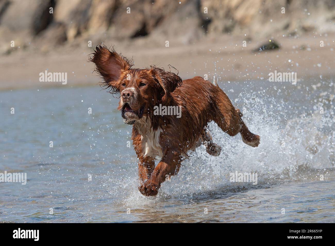 Running into the sea hi-res stock photography and images - Alamy