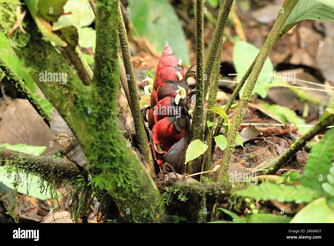 Nice walk trough Arenal Volcano National Park rain forest in Costa Rica ...