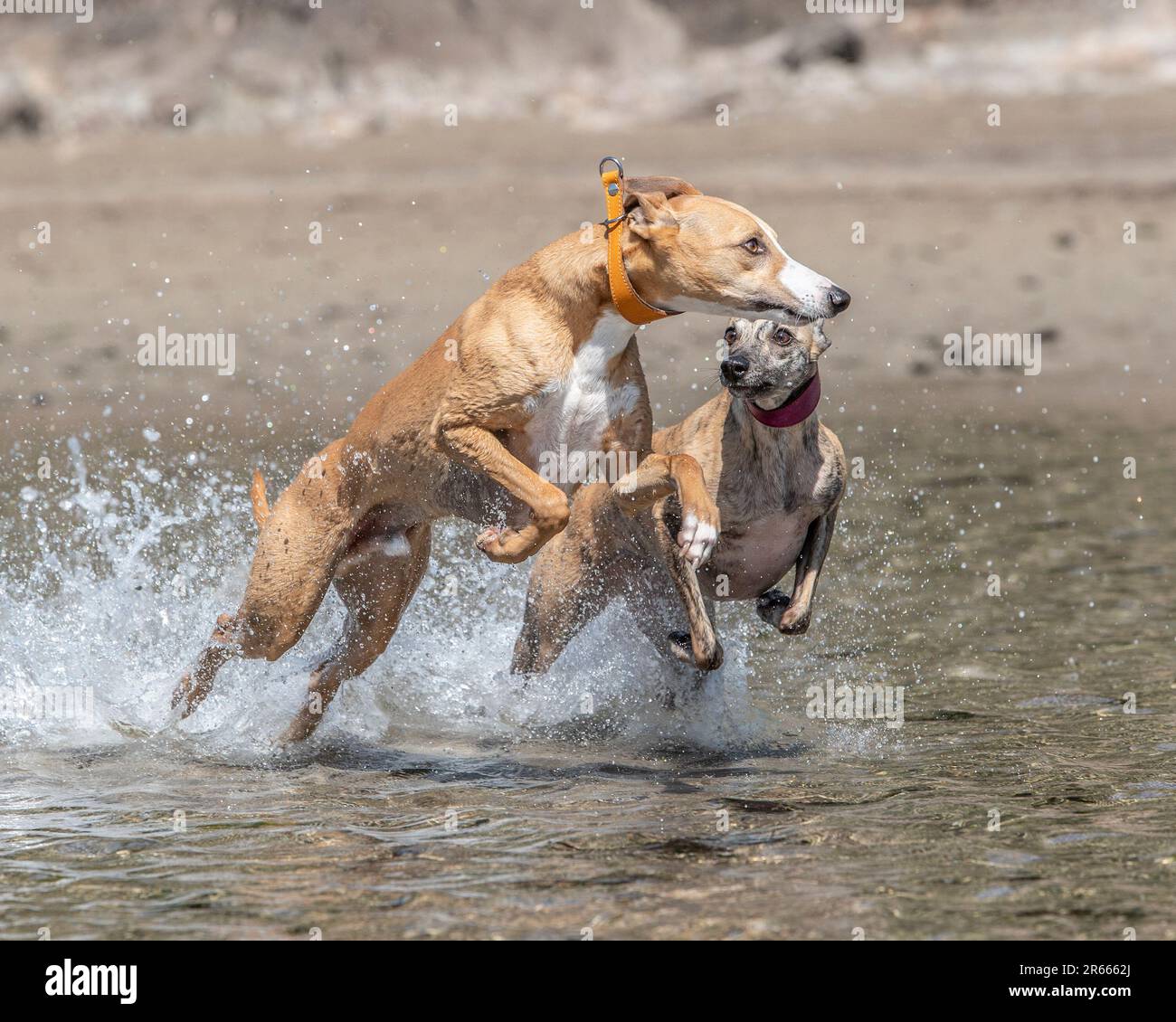 two whippets chasing on the beach Stock Photo - Alamy