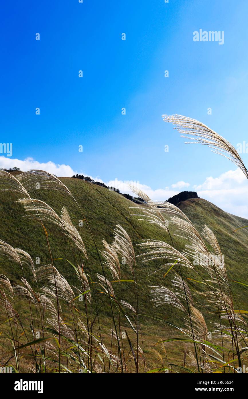 Soni plateau japanese grass soni hi-res stock photography and images ...