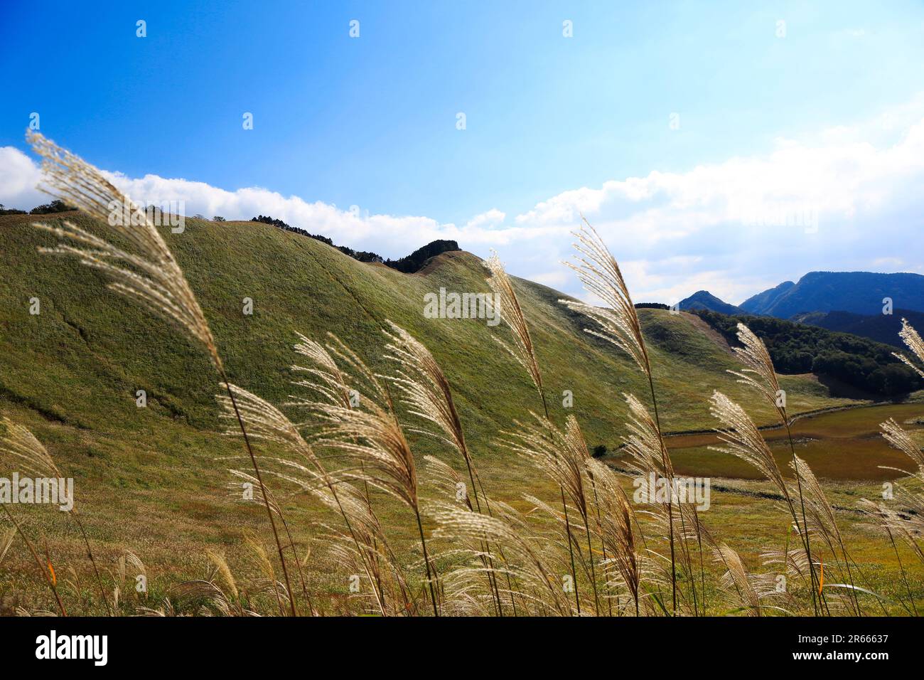 Soni plateau japanese grass soni hi-res stock photography and images ...