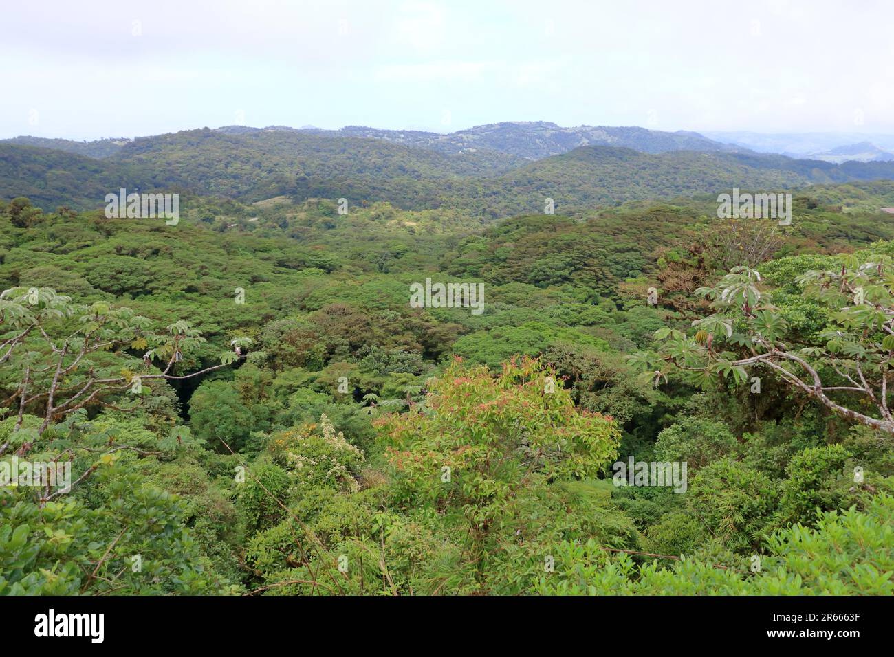 aerial photo of monteverde national park in costa rica, famous cloud ...