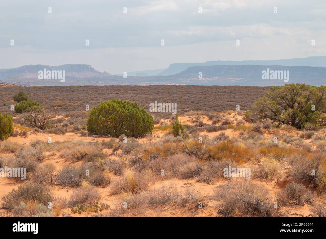 Desert flora, sticks, bushes, and shrubs, in Moab Utah, inside Arches ...