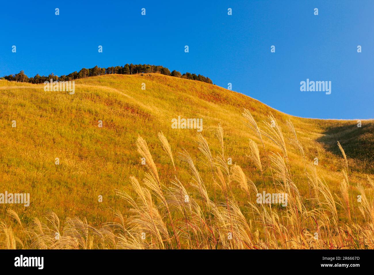 Soni plateau japanese grass soni hi-res stock photography and images ...