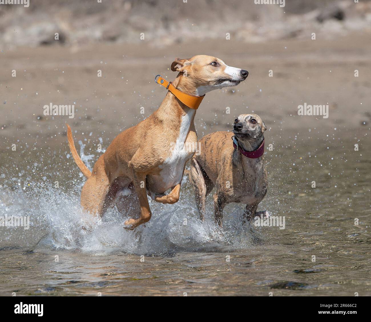 two whippets running through water at the beach Stock Photo - Alamy