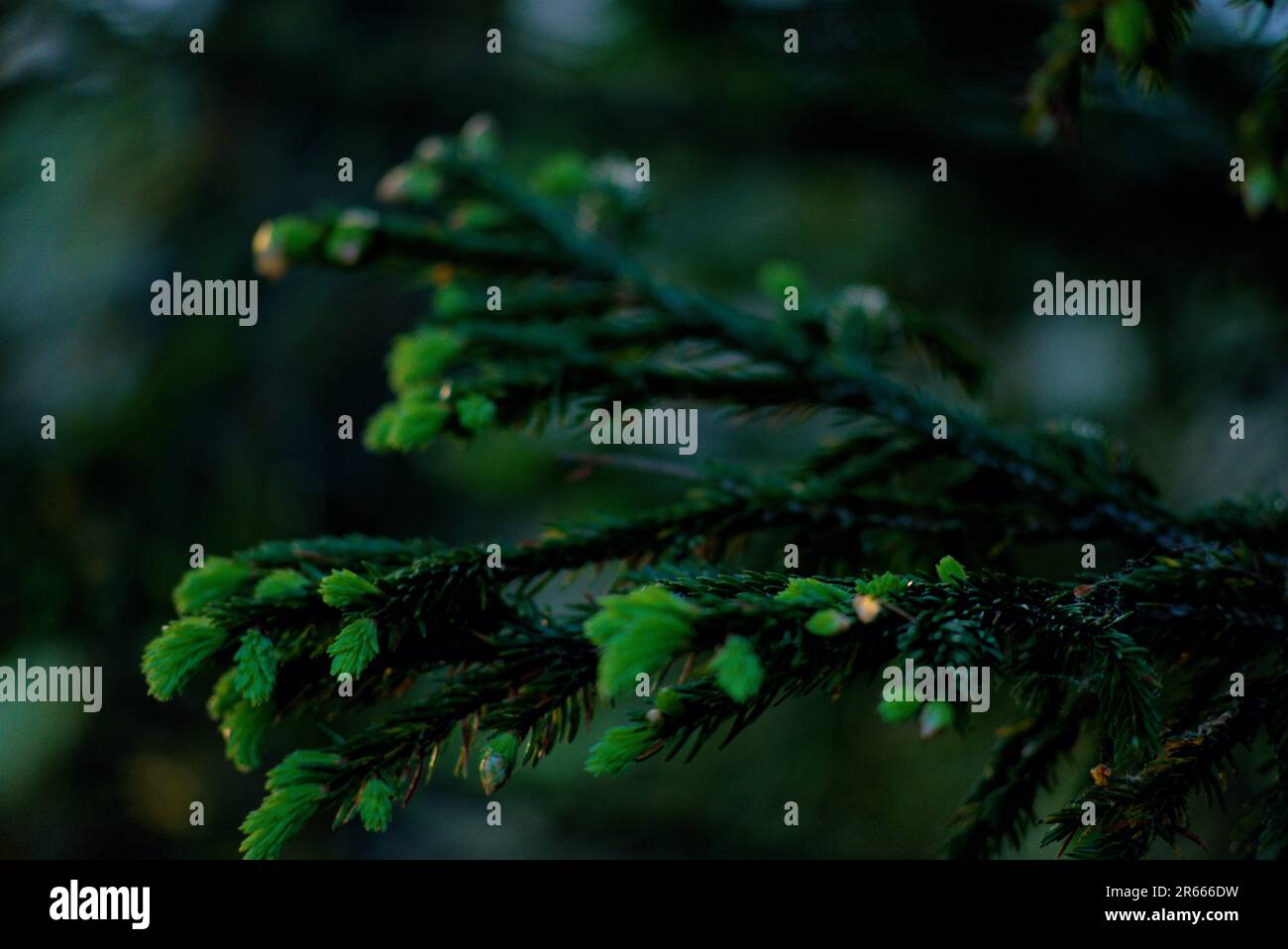 Spring vibe hi-res stock photography and images - Alamy