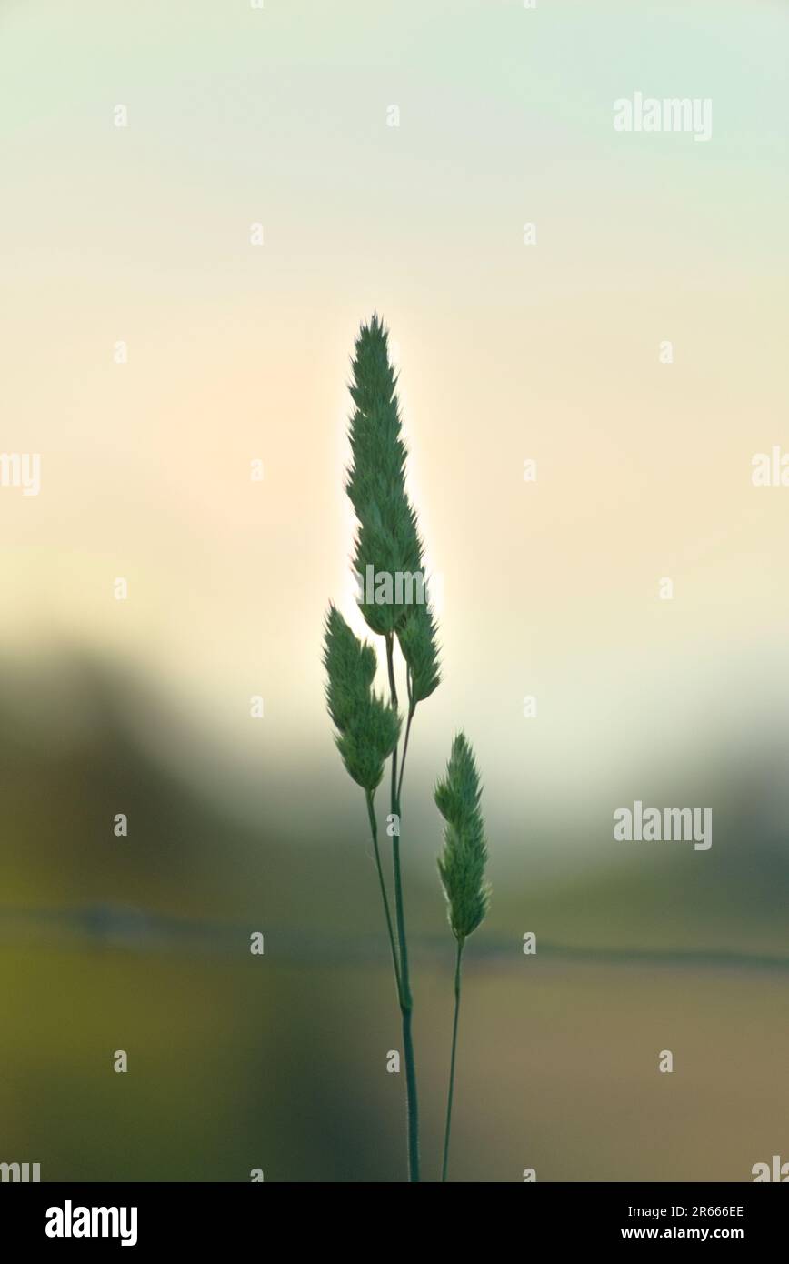 Spring vibe hi-res stock photography and images - Alamy