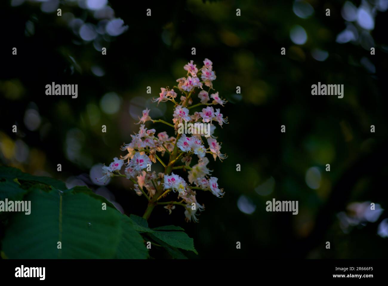 Spring vibe hi-res stock photography and images - Alamy