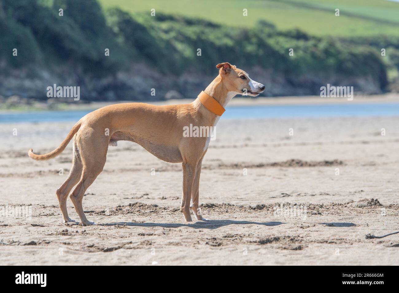 Dog on summer beach hi-res stock photography and images - Alamy
