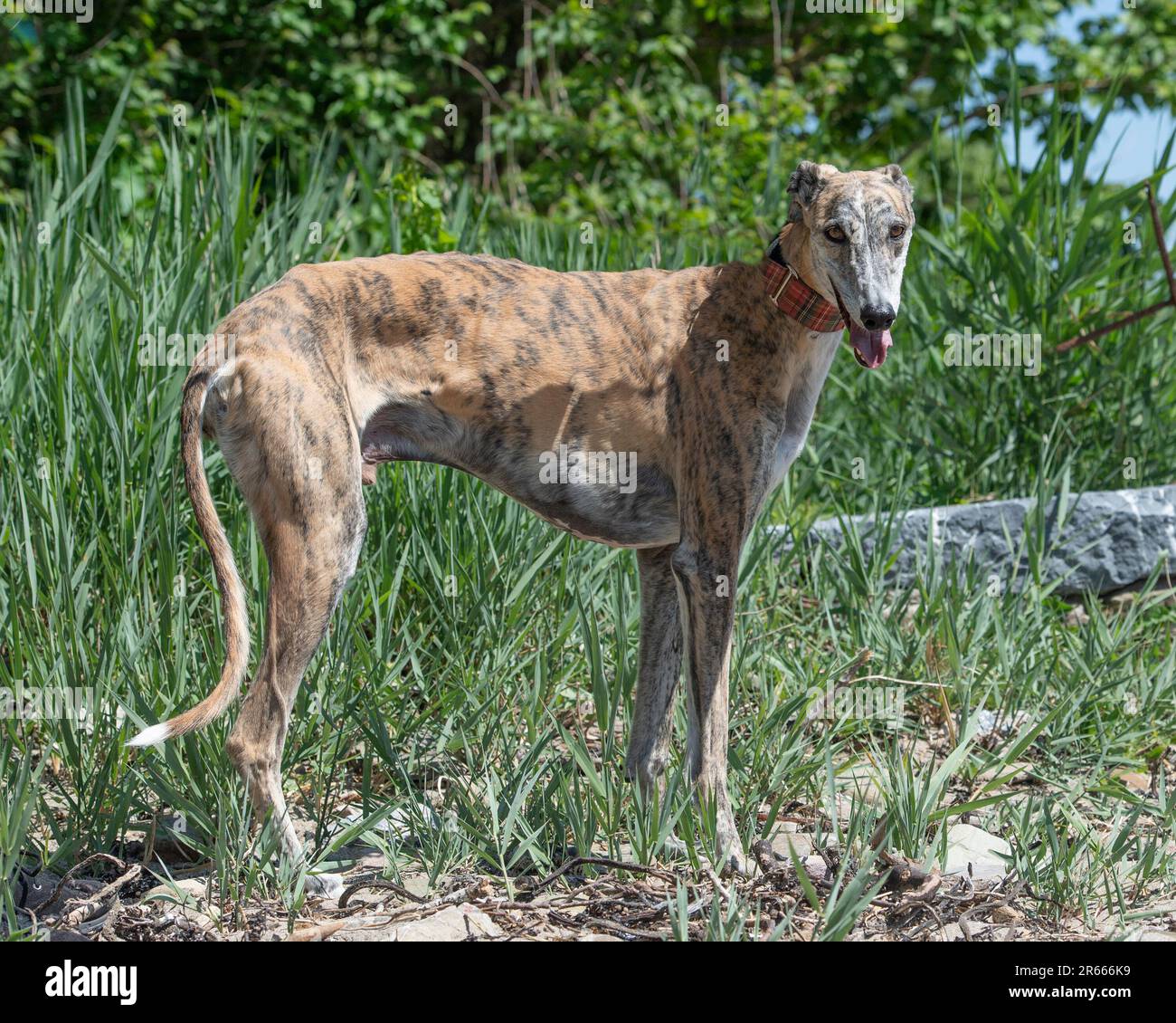 Spanish Galgo rescue dog Stock Photo - Alamy