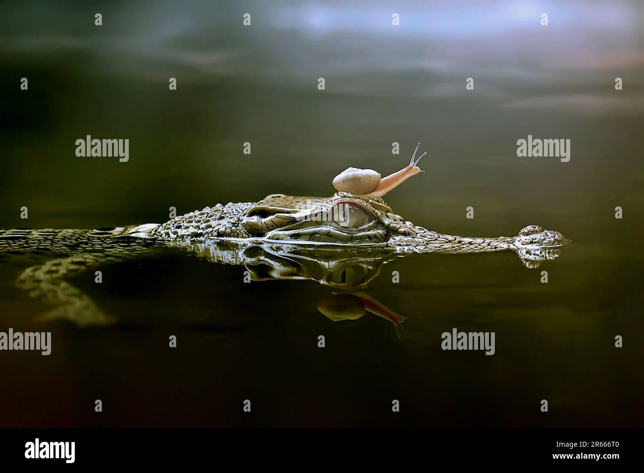 THESE STUNNING photos reveal a dangerous taxi ride as frogs and snails ...