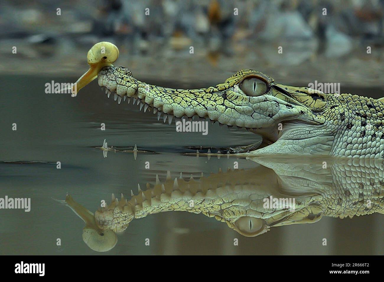THESE STUNNING photos reveal a dangerous taxi ride as frogs and snails ...