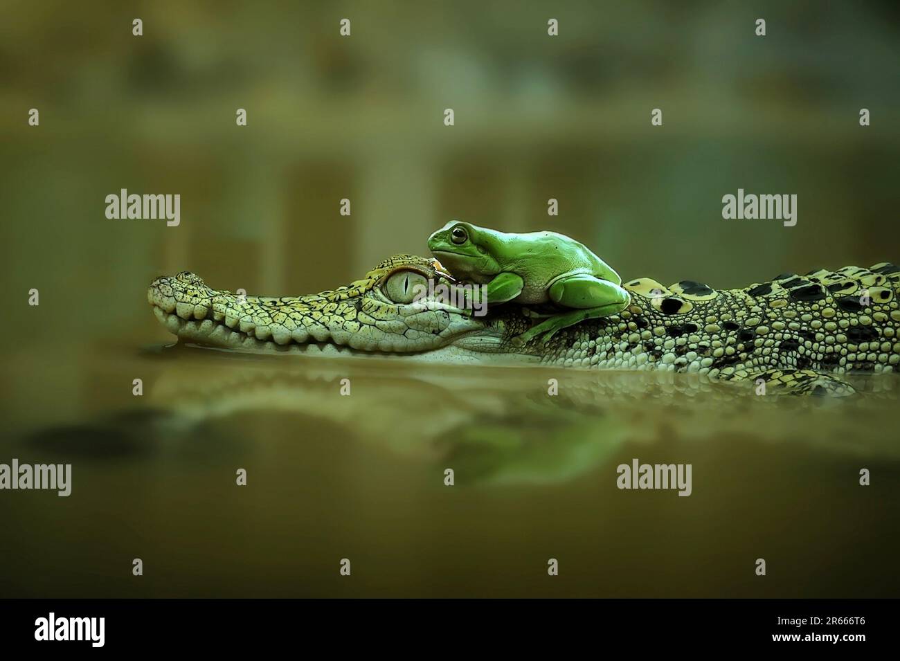 THESE STUNNING photos reveal a dangerous taxi ride as frogs and snails ...