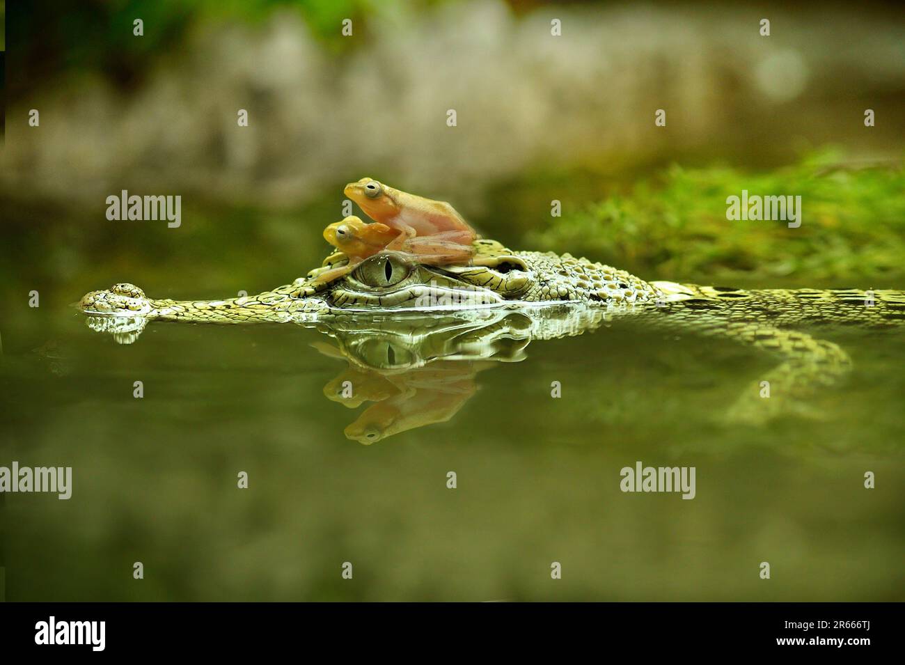 THESE STUNNING photos reveal a dangerous taxi ride as frogs and snails ...