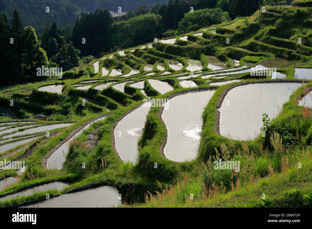 Maruyama senmaida’s terrace Stock Photo - Alamy